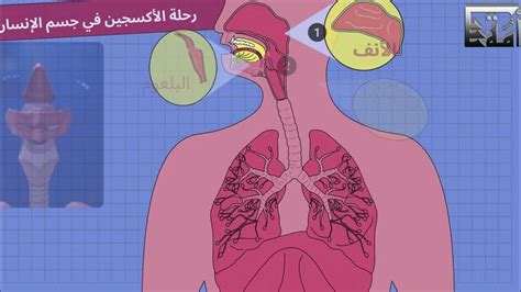 الجهاز التنفسي درس سنة خامسة ابتدائي تونس Youtube