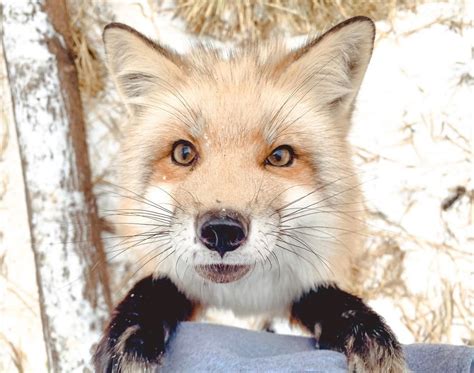 Fox Лиса живность Fandoms фэндомы картинки гифки прикольные комиксы