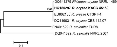Phylogenetic Tree Using Internal Transcribed Spacer Sequences Showing