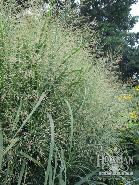 Panicum Virgatum Thundercloud Shows Off Its Good Looks And Abundant