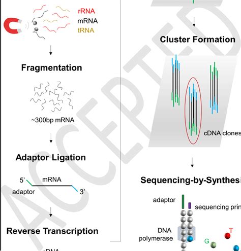 schematic of illumina rna seq workflow download scientific diagram
