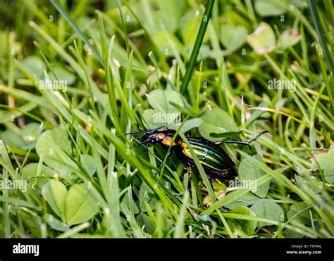 Bug In Grass Hi Res Stock Photography And Images Alamy