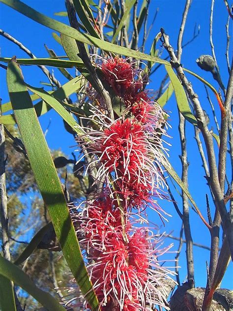 Plantfiles Pictures Hakea Species Grass Leaf Hakea Hakea
