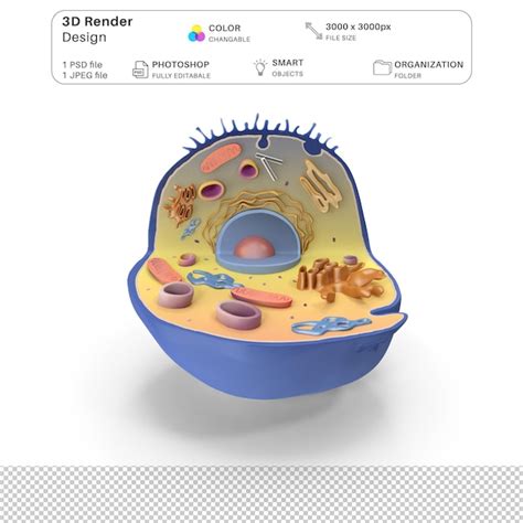 Premium Psd Human Cell 3d Modeling Psd File Realistic Human Anatomy