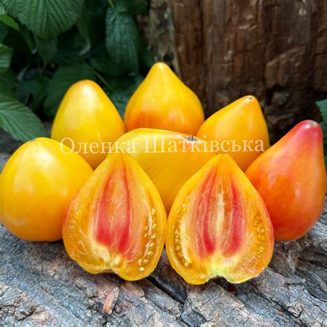 Томат Серце Дездемони ( Desdemona’s heart). – МегаТомат