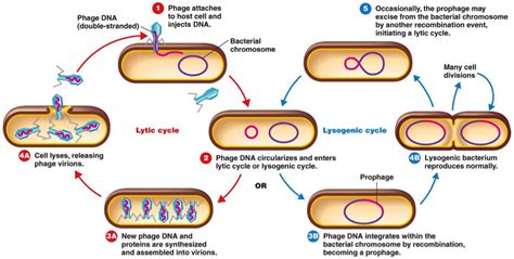 Lytic And Lysogenic Cycle Of Viral Reproduction ~ Biological Science Help Blog Biochemistry