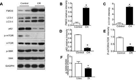 Figure 1 From Upregulation Of Flavin Containing Monooxygenase 3 Mimics Calorie Restriction To