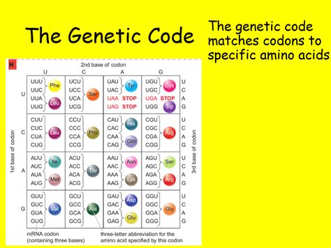 Edexcel Sb3genetic Variants And Phenotypes Complete Lesson Gcse Biology Teaching Resources