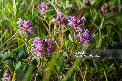 허브 흉선 Serpyllum 브레클랜드 백리향의 매크로 사진 브레클랜드 야생 백리향 크리핑 백리향 또는 엘핀 백리향 꽃이 가까이에 있습니다 자연 의학 서식지에서 요리 재료와