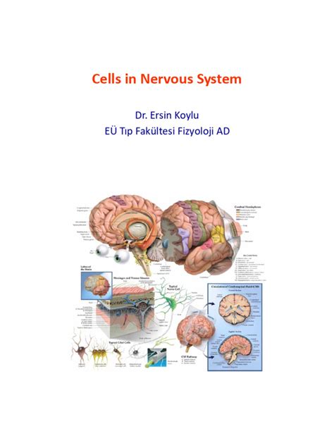 06 Neuron Glia Pdf Neuron Nervous System