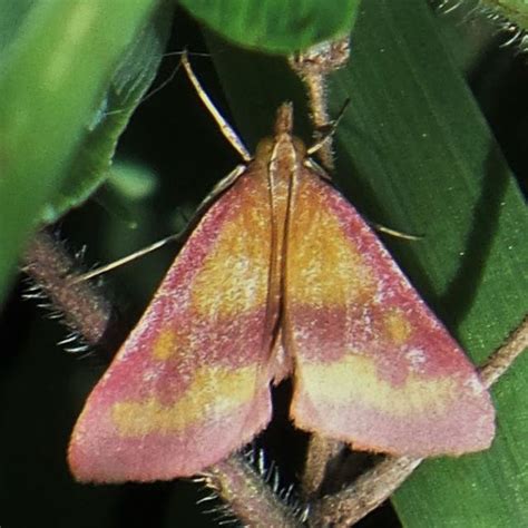 Southern Purple Mint Moth Pyrausta Laticlavia Grote And Robinson 1867