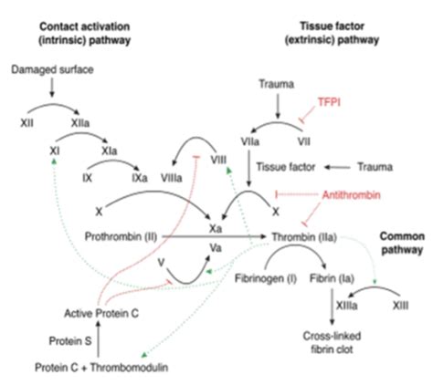 Coagulation Normal And Abnormal Flashcards Quizlet