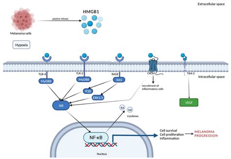 Role Of Hmgb1 In Cutaneous Melanoma State Of The Art