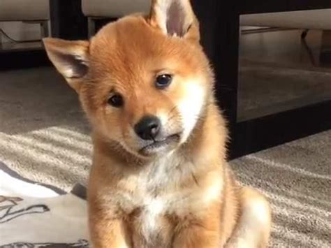 眉头深锁的忧郁柴犬这生无可恋的样子好想抱抱