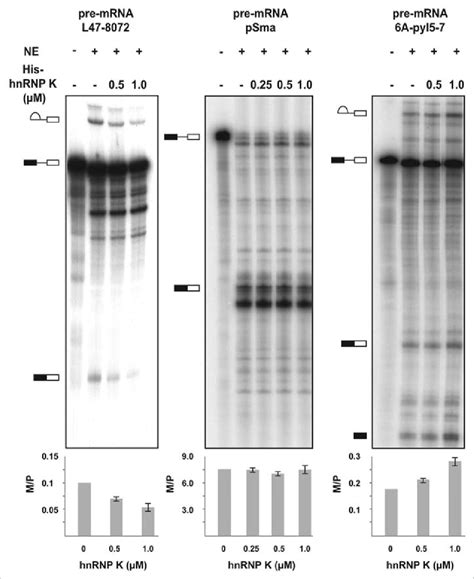 Recombinant Hnrnp K Inhibits In Vitro Splicing Of A D4 A7 Mini Intron