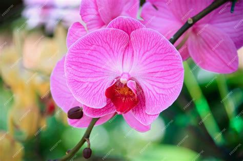 Premium Photo Pink Orchid Flowers Close Up