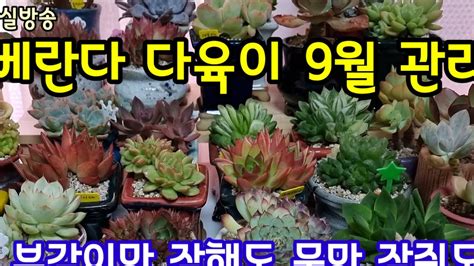 다육이 키우기 9월 관리 💥물주기 흙배합 뿌리관리 바빠도 신나는 가을 이네요🤗 Youtube