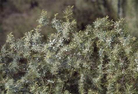 The Hardy Common Juniper