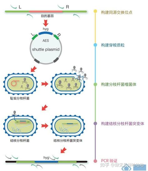 基因敲除 结核分枝杆菌 知乎