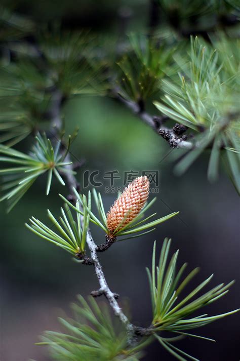 欧洲落叶松 Larix Decidua 春季的幼枝高清摄影大图 千库网