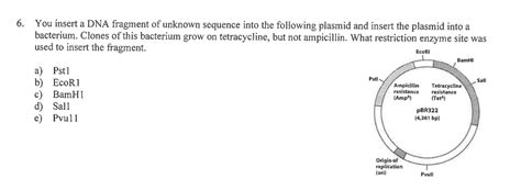 Solved You Insert A DNA Fragment Of Unknown Sequence Into Chegg Com