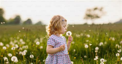 여름에 자연에서 민들레 꽃을 피우는 사랑스러운 귀여운 아기 소녀 행복하고 건강한 아름 다운 아이 블로우볼과 재미 있게 밝은