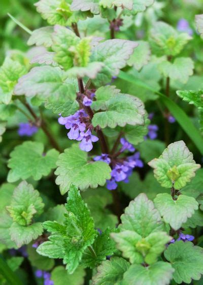 Tips And Information About Catnip Gardening Know How