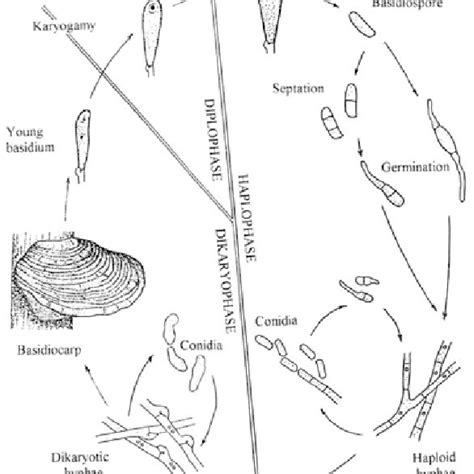 Lecanicillium Lecanii Zimerman Gams And Zare [ Verticillium Lecanii