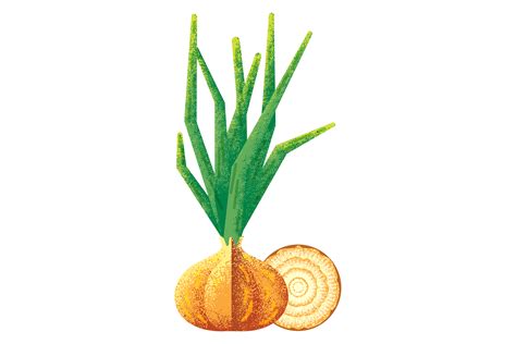 Onion Bulb In Trendy Textured Style Nat Graphic By Ladadikart