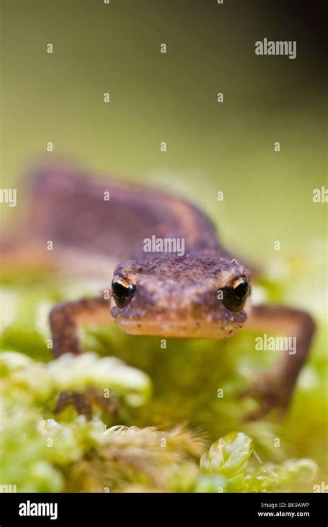 Newt Hi Res Stock Photography And Images Alamy