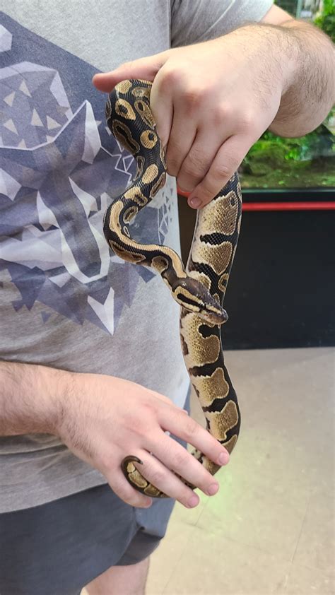 Adopted Python Regius Ball Python Ivy 2yrs Pyt Regius