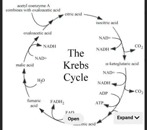 Krebs Cycle Flow Chart