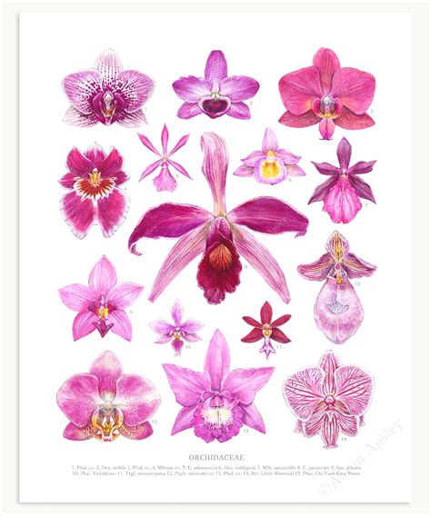Pink Orchid Flowers Print Aaron Apsley Artwork