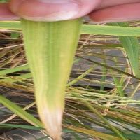 Group5 Rice Leaf Disease Datasets Object Detection Dataset By TIP