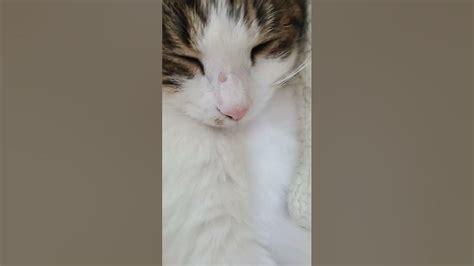 고등어고양이 자는영상 Youtube