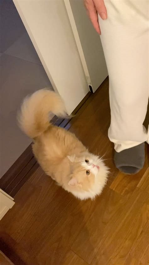 きなこ Kinaco 2024 11 22 甘えたい気分です🐱 ネコ 猫 アメショ アメリカンショートヘア おもち おもちの