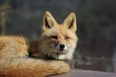 인간이 내쫓은 붉은 여우…한반도에 148마리만 생존 네이트 뉴스