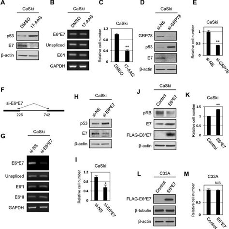 Expression Of Hpv18 E6 E7 In An Hpv18 Infected Cell Line And Raft