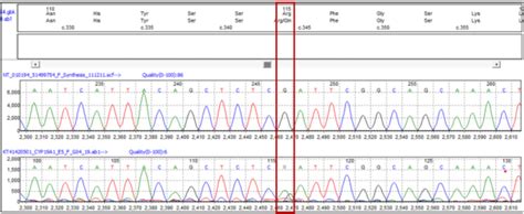 Sanger Sequencing Data Electropherogram For The Father Showing