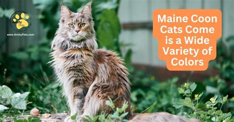 What Do Maine Coon Cats Look Like A Complete Guide To Their Unique
