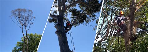 Safe Cut Tree Services Just Another WordPress Site
