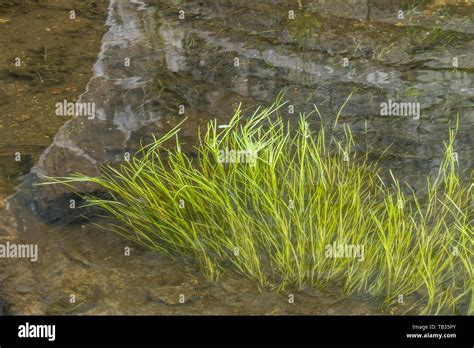 Submerged Light Green Grass Like Weeds In Flowing Waters Of River Fowey