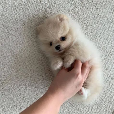 15 Photos Of Adorable Pomeranian Puppies That Make Everyones Heart