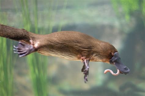 The Platypus Paradox For Evolution Creation Today