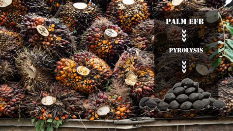 Oil Palm Empty Fruit Bunch