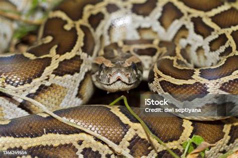 Ular Python Molurus Bivittatus Burma Foto Stok Unduh Gambar Sekarang