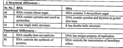 Dna And Rna Differences
