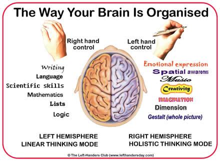 Why Are There More Right Handed People Than Left Handled People