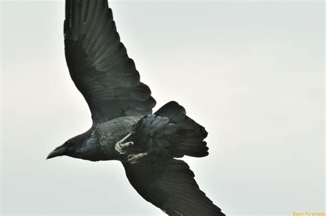 Elevation Of Scoudouc Nb E4p Canada Topographic Map Altitude Map