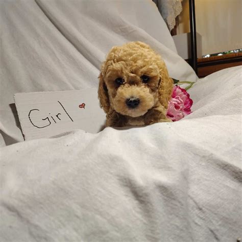 Beautiful Cockapoo Puppies